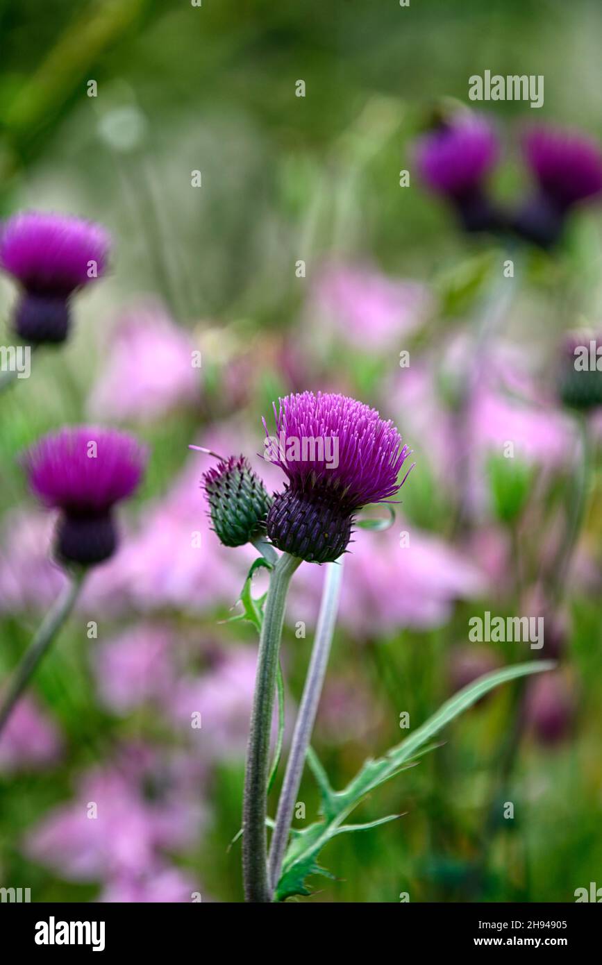 Cirsium rivulare atropurpureum,Brook thistle,ornamental thistle,deep ...