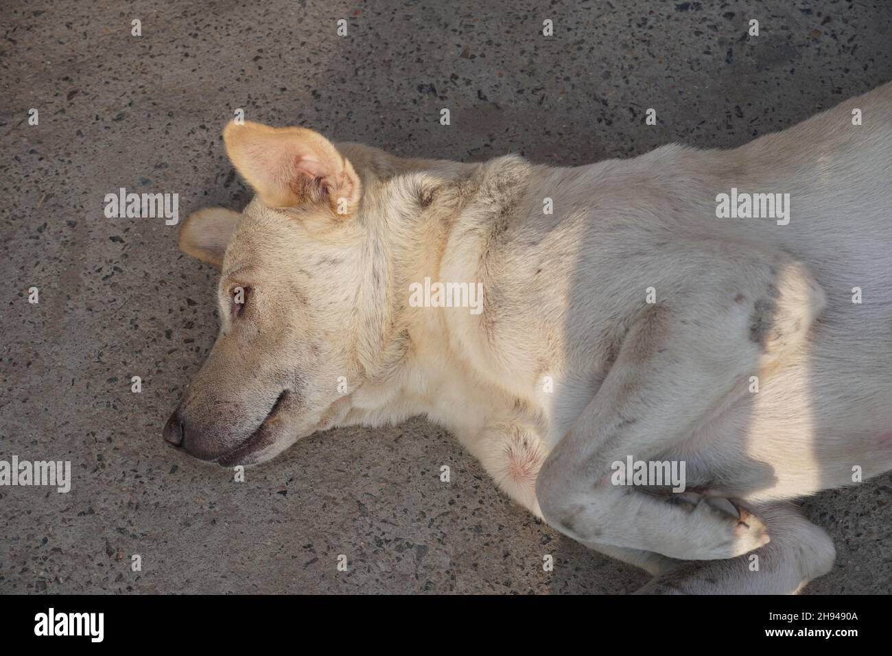 Nature cute sad face hi-res stock photography and images - Alamy