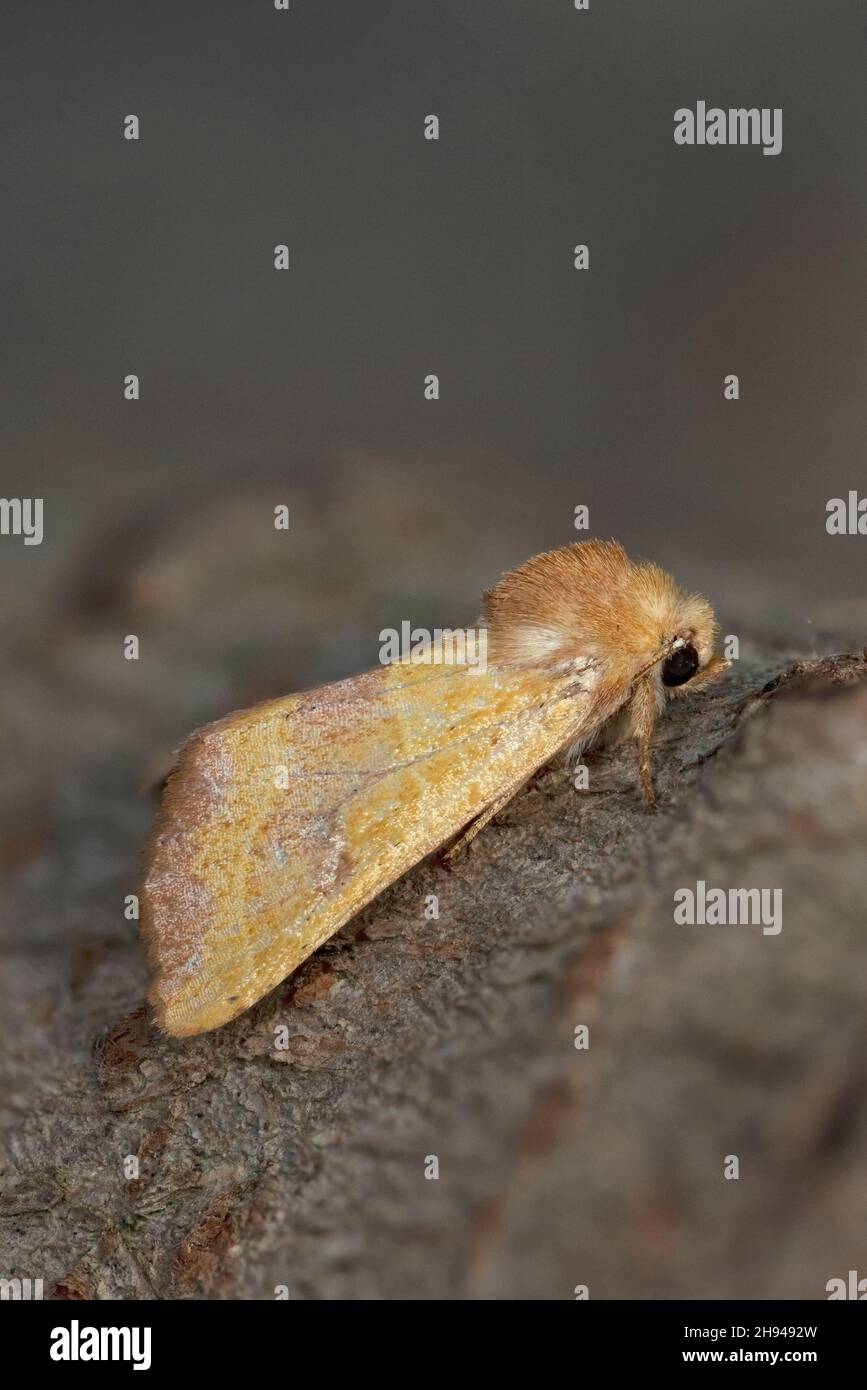 Centre barred sallow moth hi-res stock photography and images - Alamy