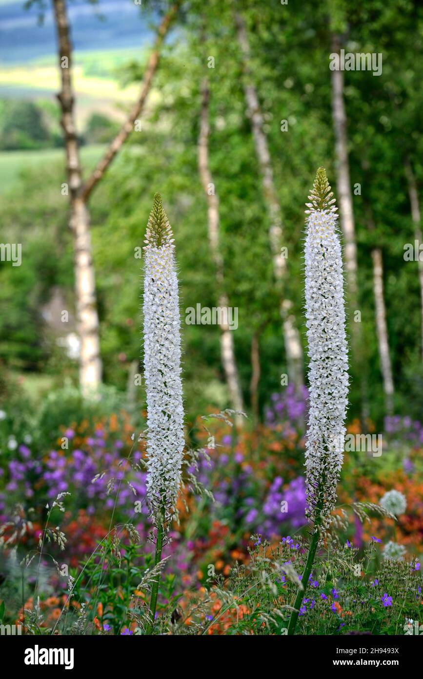 eremurus robustus,Foxtail lily,,raceme,white flower spike,flowers,spike ...