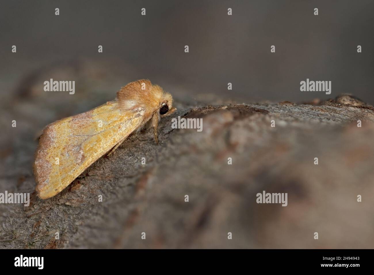Centre barred sallow moth hi-res stock photography and images - Alamy