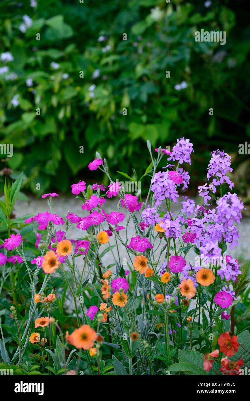 Lunaria annua,purple honesty,geum totally tangerine,Lychnis Hills ...
