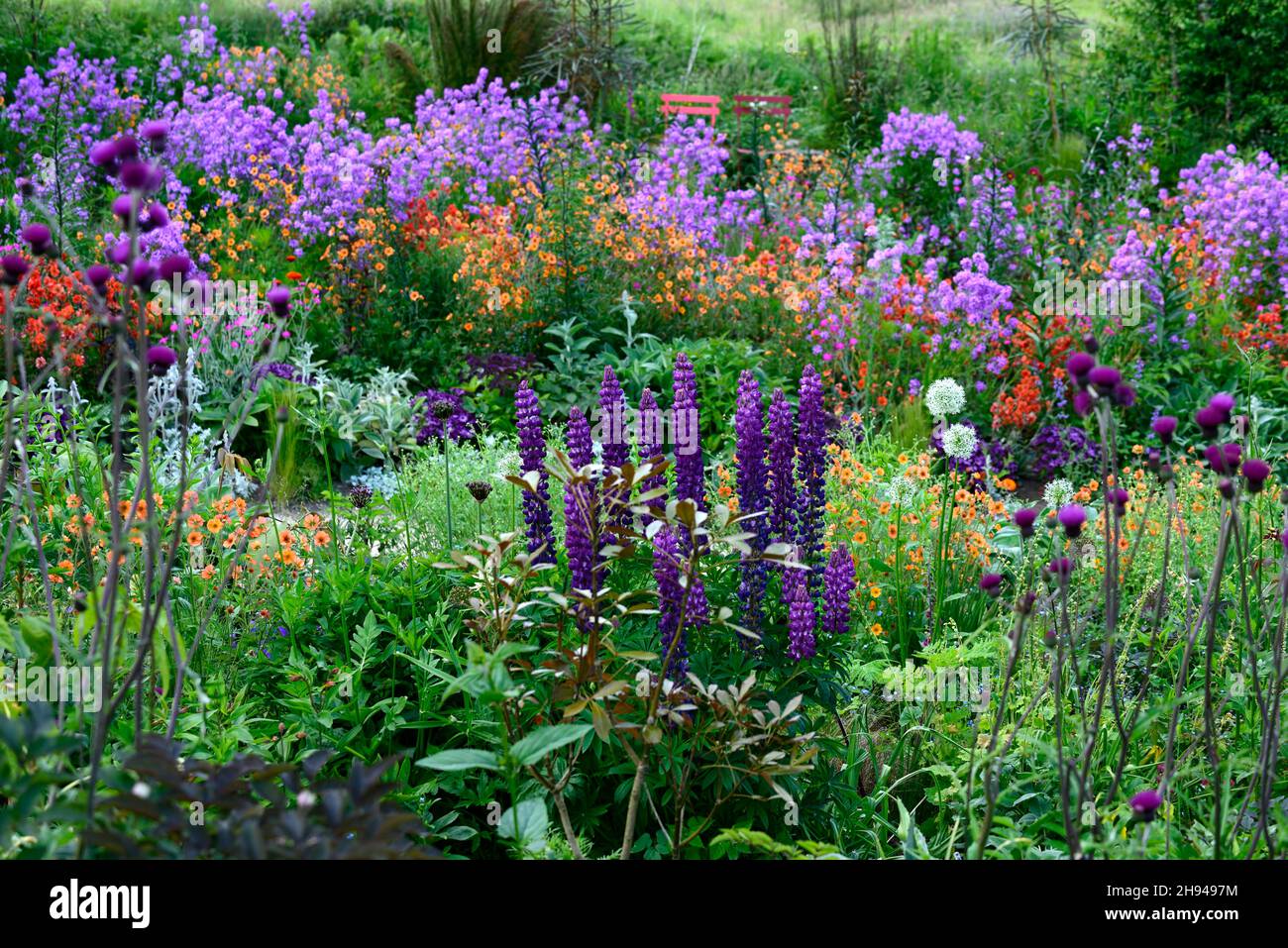 lupin masterpiece,Sweet rocket, Hesperis matronalis,,geum totally ...