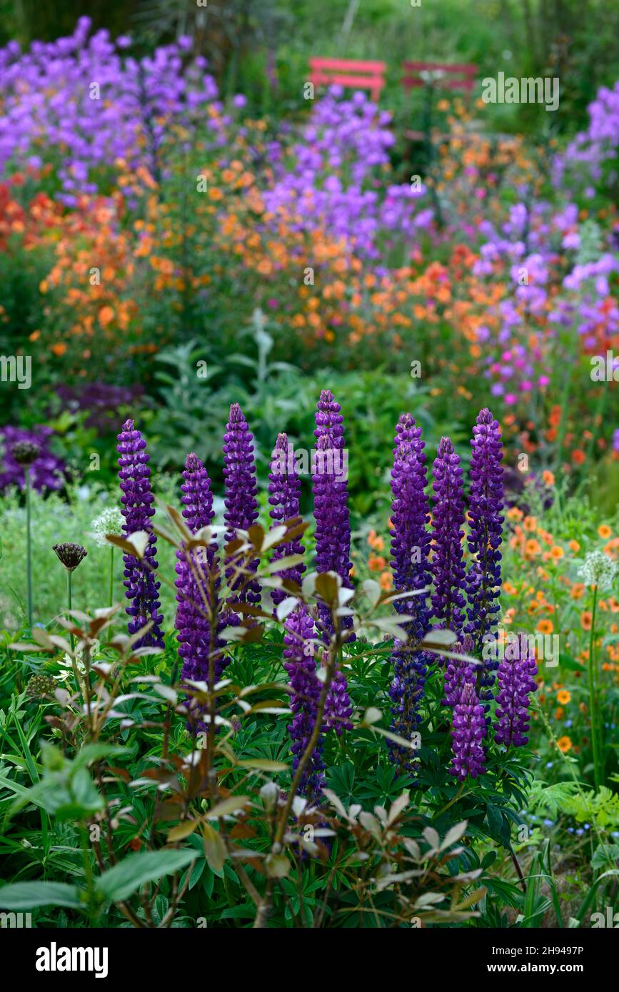 lupin masterpiece,Sweet rocket, Hesperis matronalis,,geum totally ...