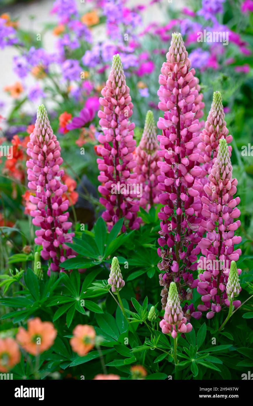 Lupinus,lupin,lupins,pink Lupin,flowers,flowers,raceme,racemes ...