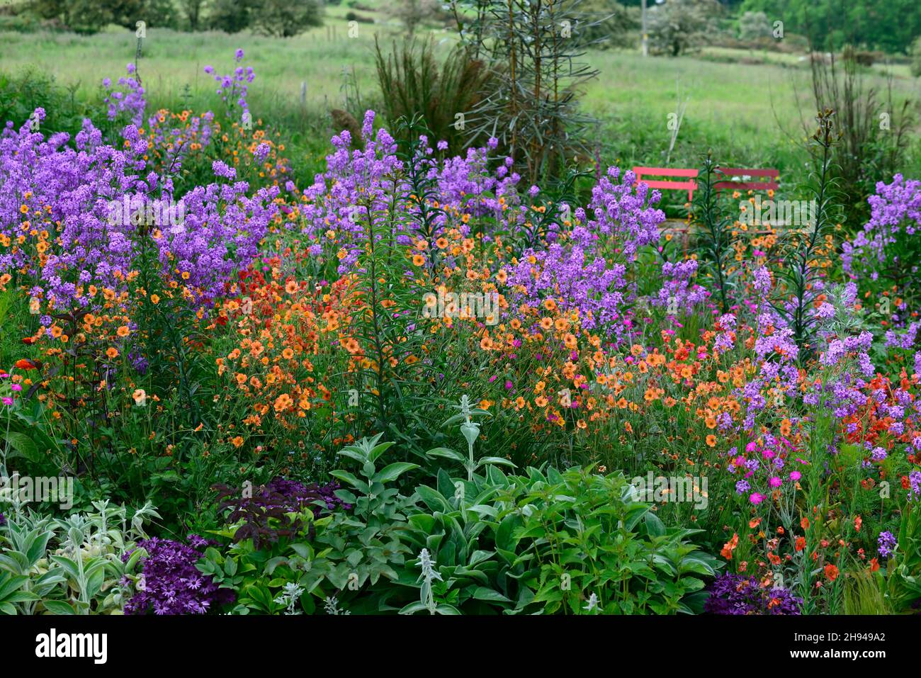 densely planted border,dense planting scheme,bed,beds,borders,Lychnis ...