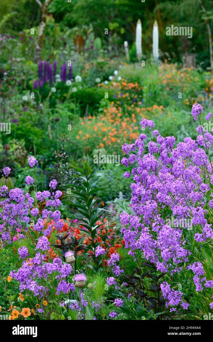 densely planted border,dense planting scheme,bed,beds,borders,Lychnis ...