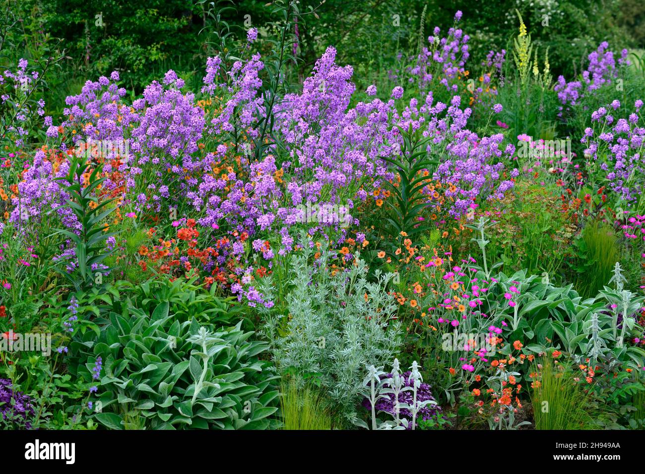 densely planted border,dense planting scheme,bed,beds,borders,Lychnis ...