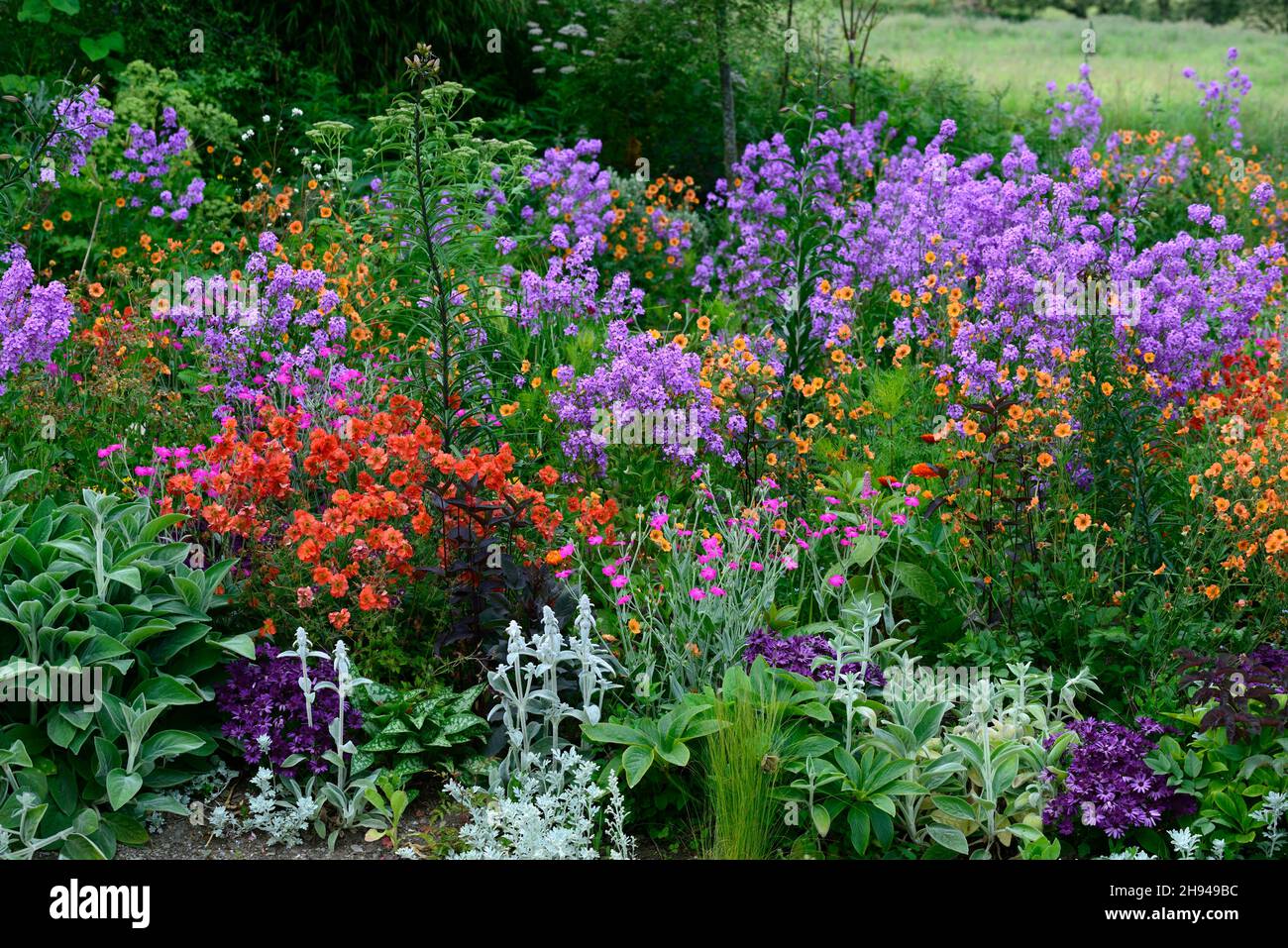 densely planted border,dense planting scheme,bed,beds,borders,Lychnis ...