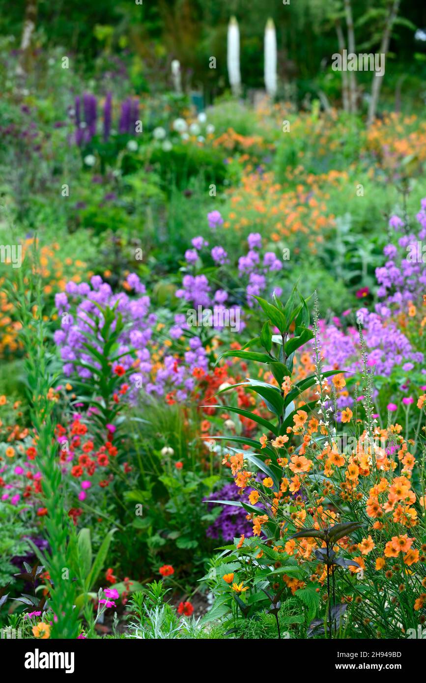 densely planted border,dense planting scheme,bed,beds,borders,Lychnis ...