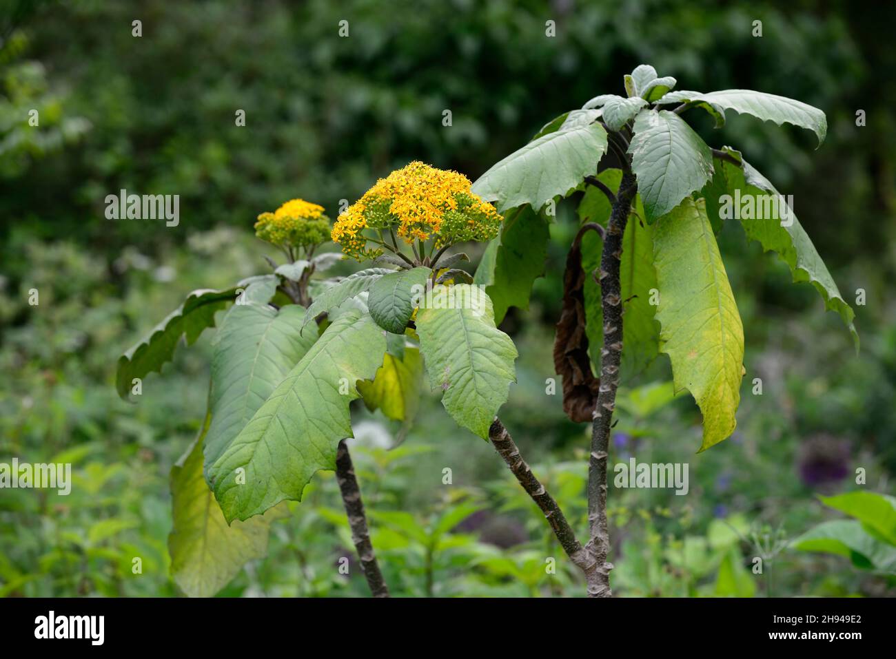 Groundsel trees hi-res stock photography and images - Alamy