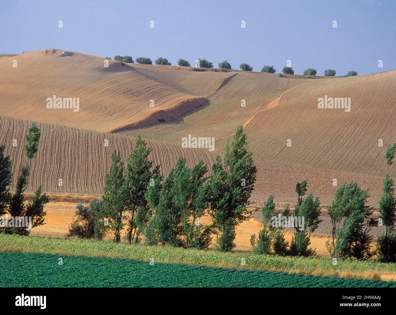 PLANTACION DE JUDIAS CON CAMPOS SIN LABRAR AL FONDO. Location: EXTERIOR ...