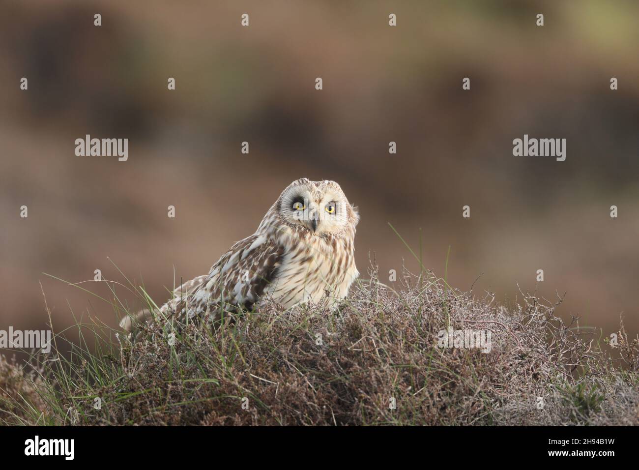 Short eared owls breed on the Outer Hebrides where there has to be an ...