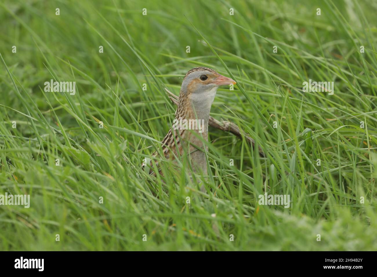 Corncrake a declining species , but there is now a push to provide ...