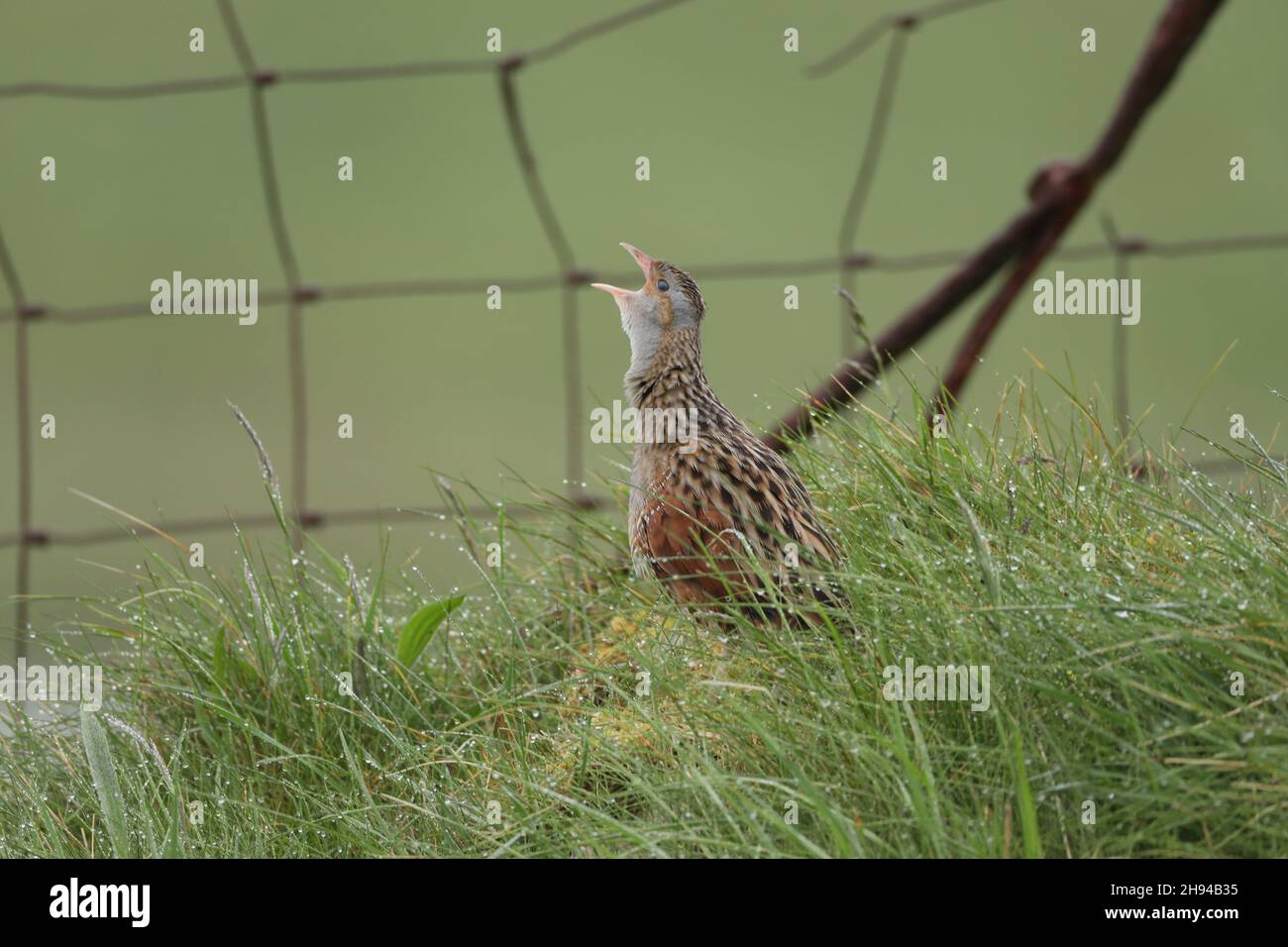 Corncrake a declining species , but there is now a push to provide ...