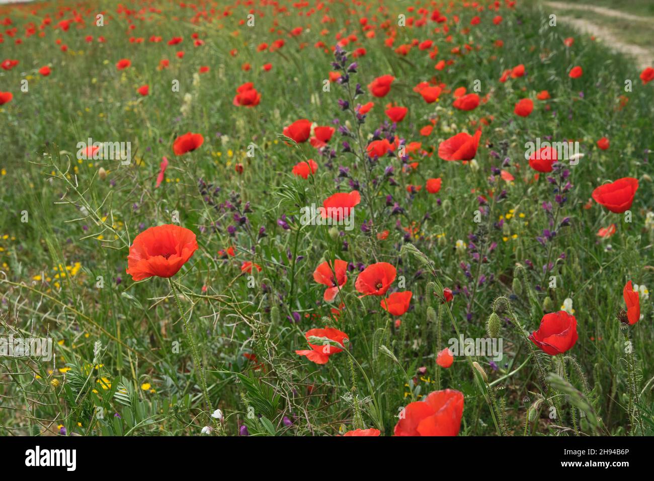 Poppies in the grass hi-res stock photography and images - Alamy