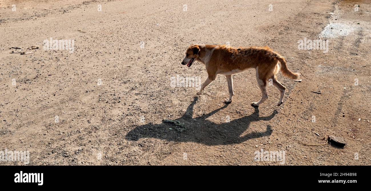 Very poor dogs in sri Lanka road Stock Photo - Alamy