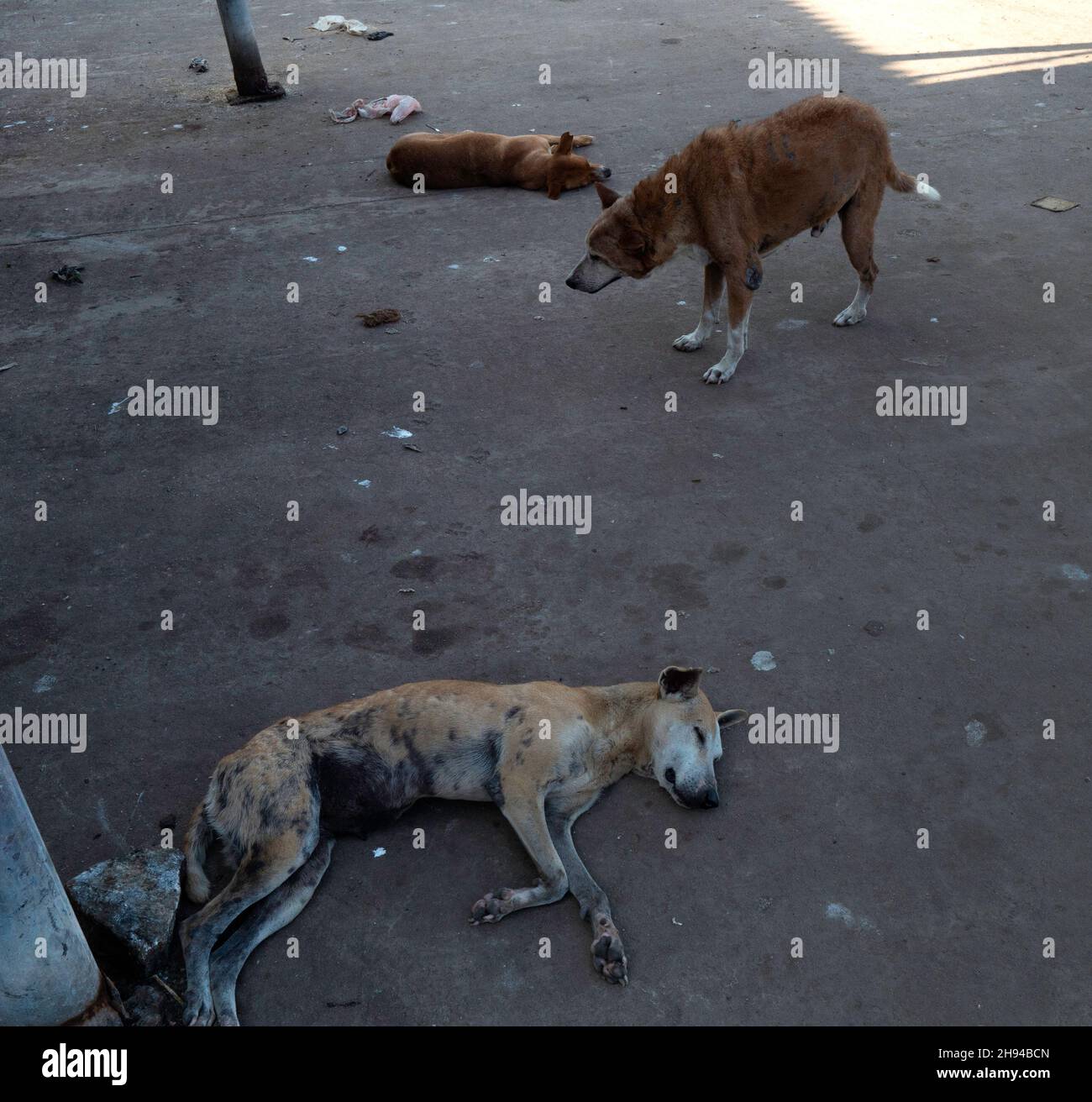 Very poor dogs in sri Lanka road Stock Photo - Alamy
