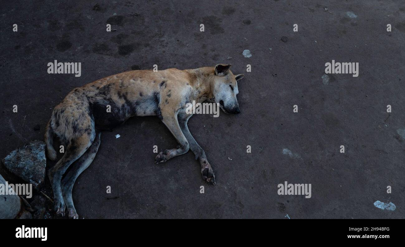 Very poor dogs in sri Lanka road Stock Photo - Alamy