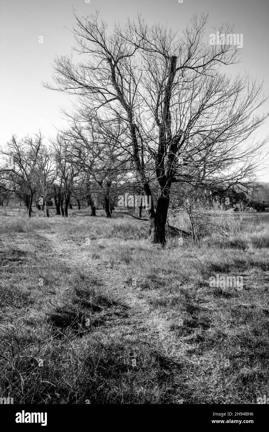 Tree in the park in black and white Stock Photo - Alamy