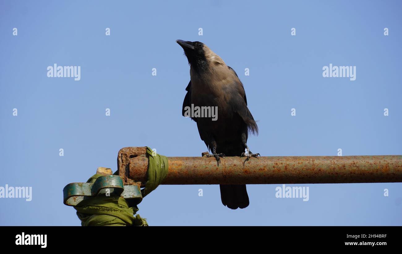 Image of a crow hi-res stock photography and images - Alamy