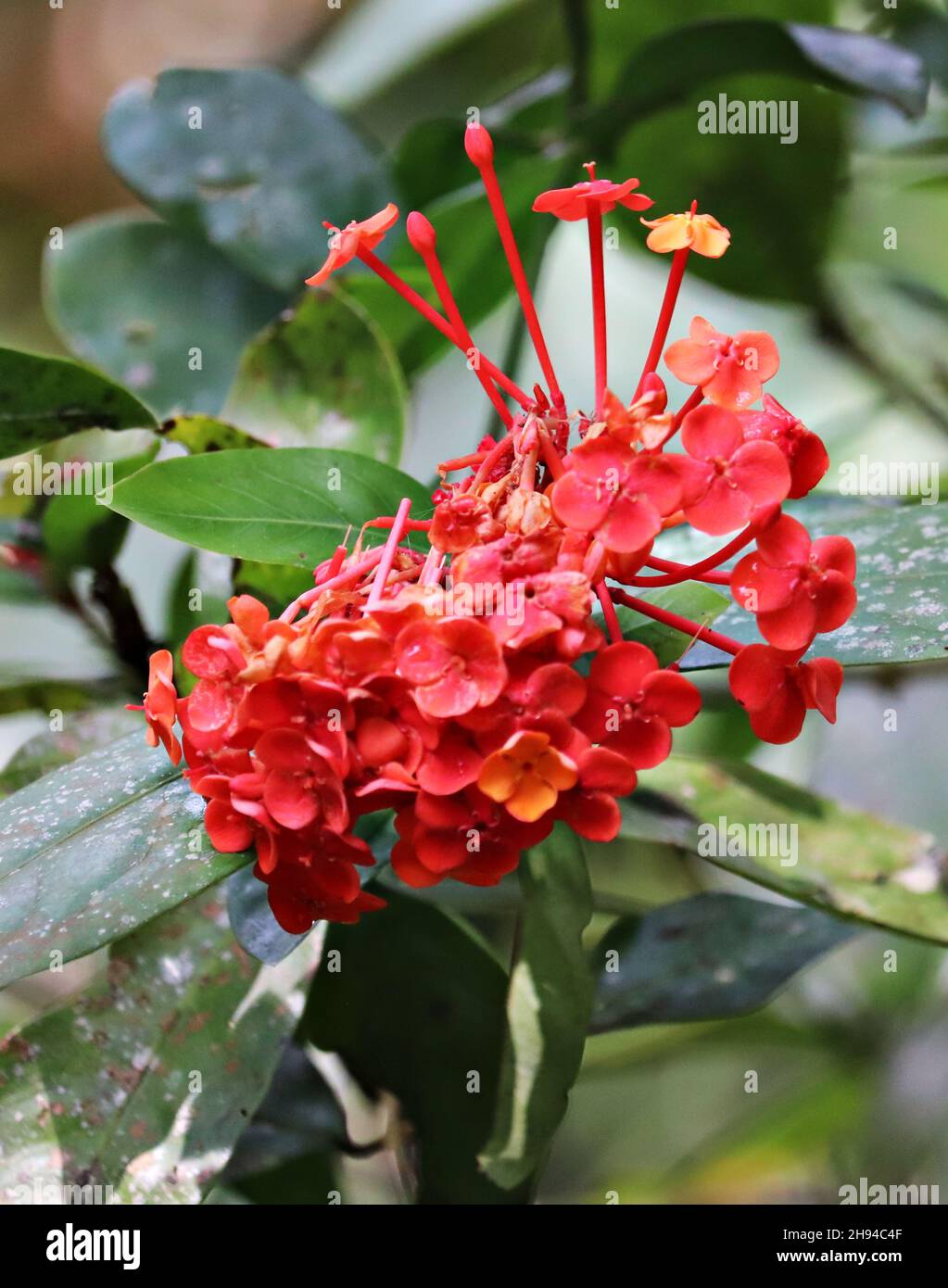 Ashoka hi-res stock photography and images - Alamy