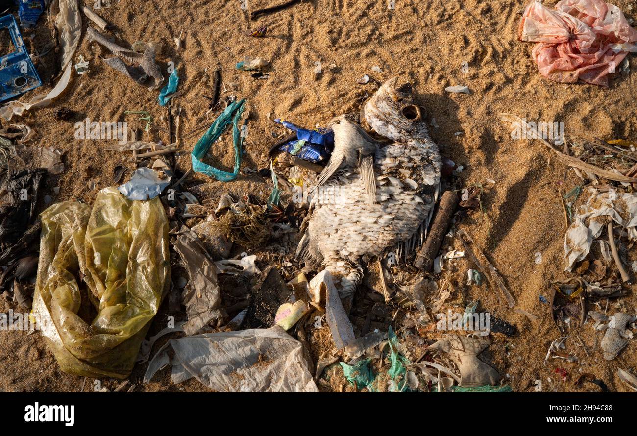 Beach of Sri Lanka is polluted with garbage Stock Photo - Alamy