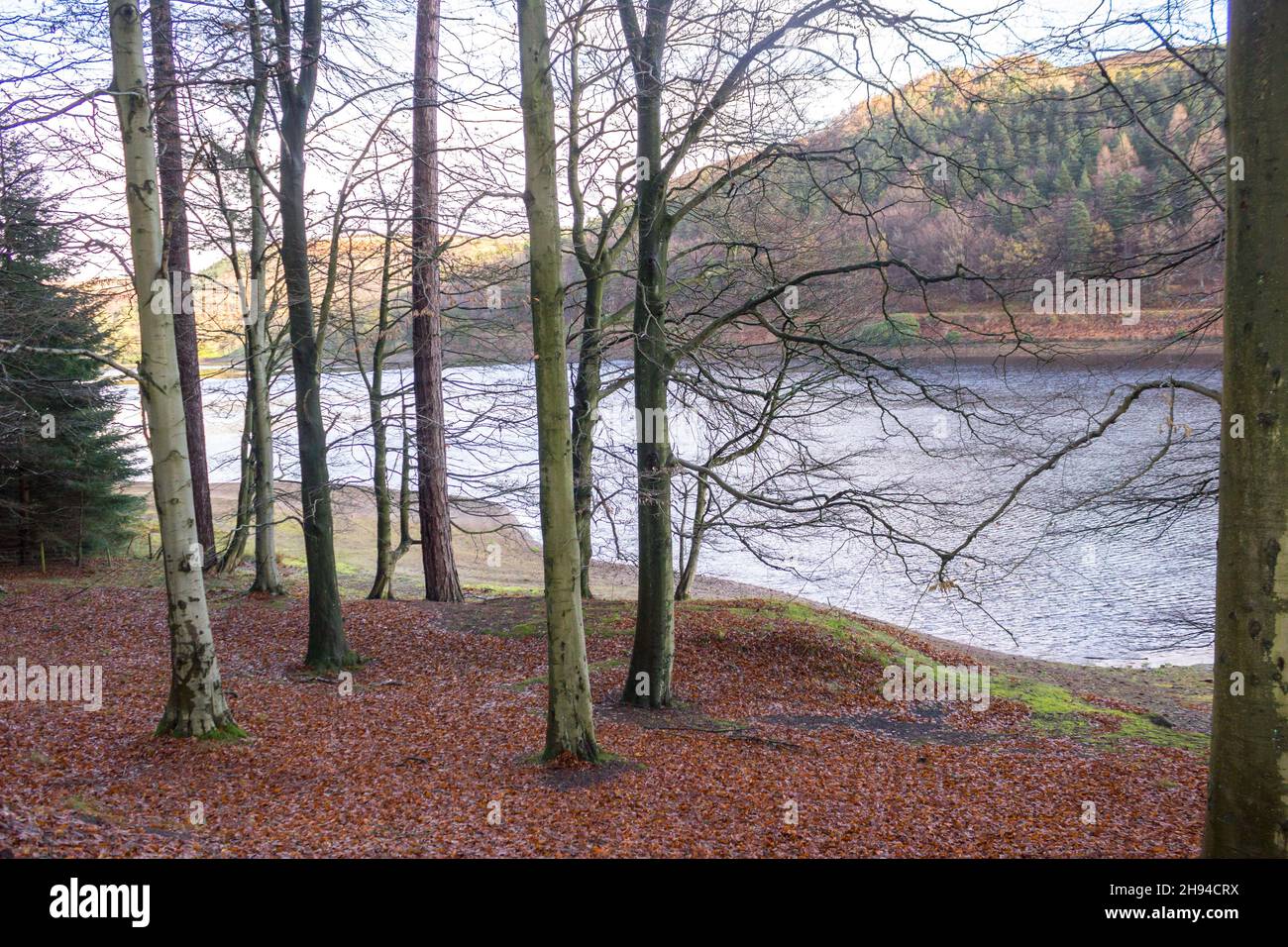 Derwent Valley Trees Stock Photo - Alamy