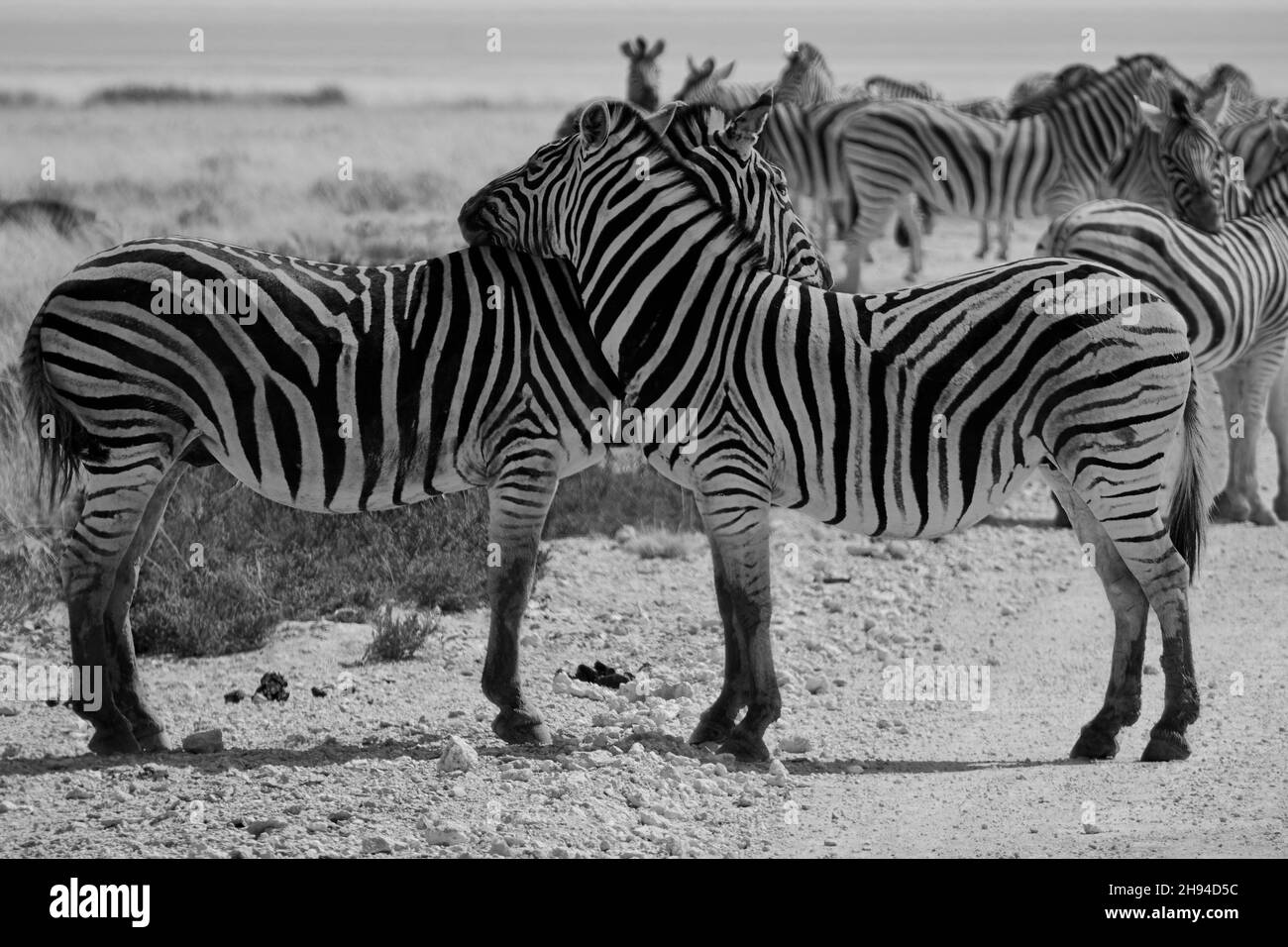 Side view of hugging Plains zebras at Etosha national park, Namibia ...