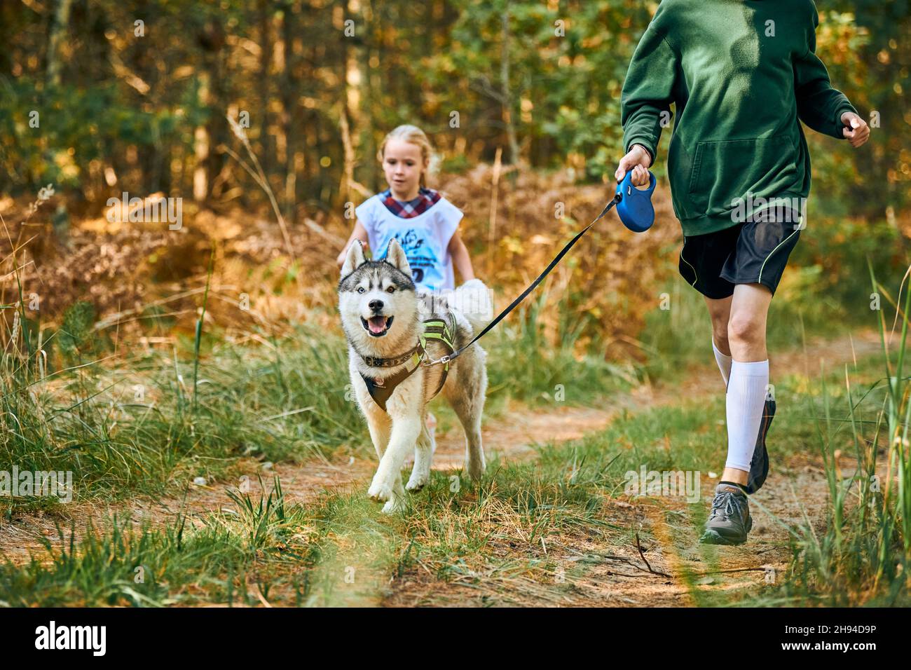 Svetly, Kaliningrad oblast, Russia - October 2, 2021 - Canicross dog ...