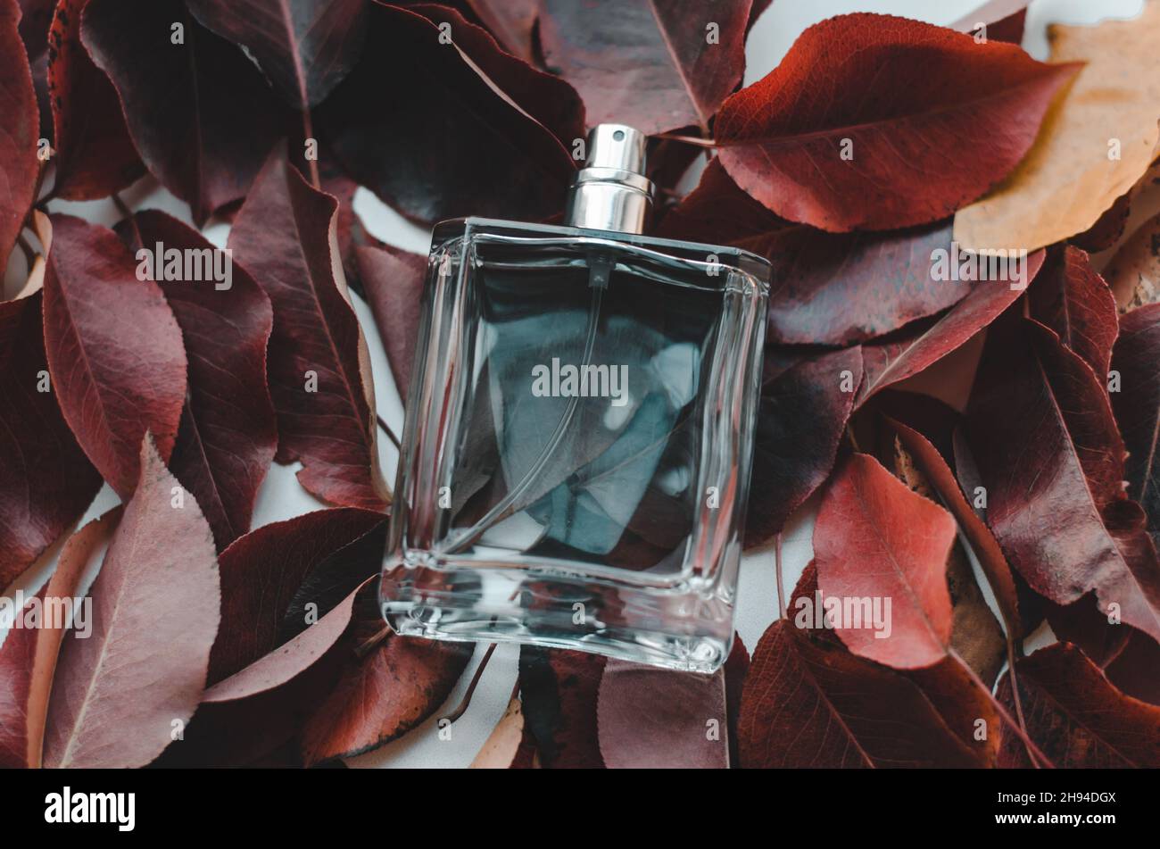 The men's perfume lies on red leaves. Men's perfume on a background of ...