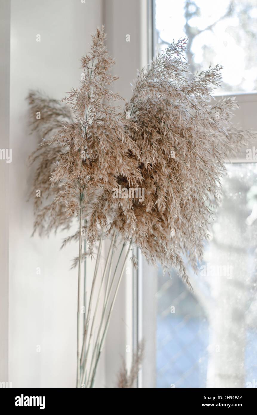 Shadows from a dry bouquet on the wall. Background for postcards. The ...