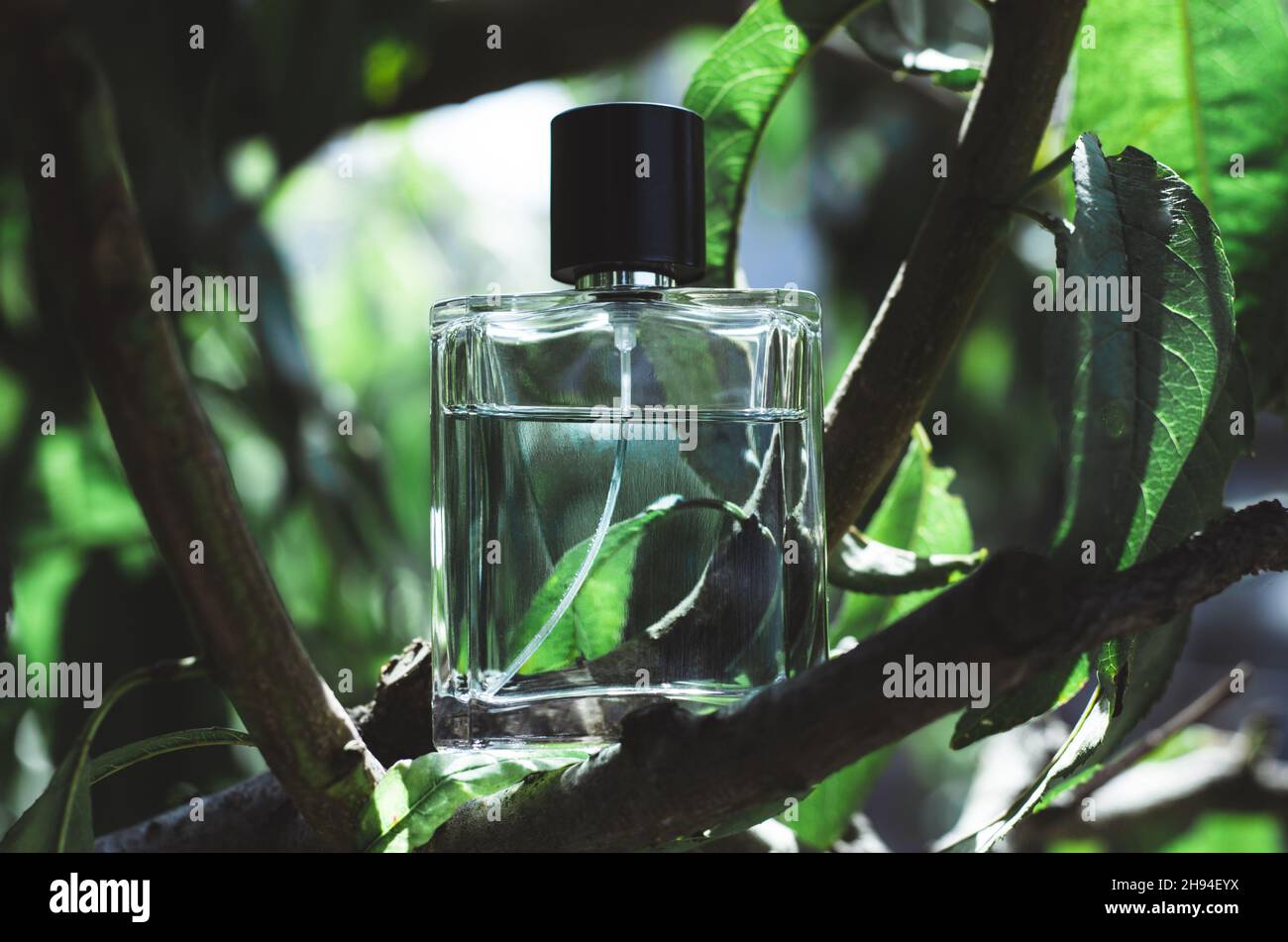 Male perfume bottle with tree branches. Perfume on a natural background ...