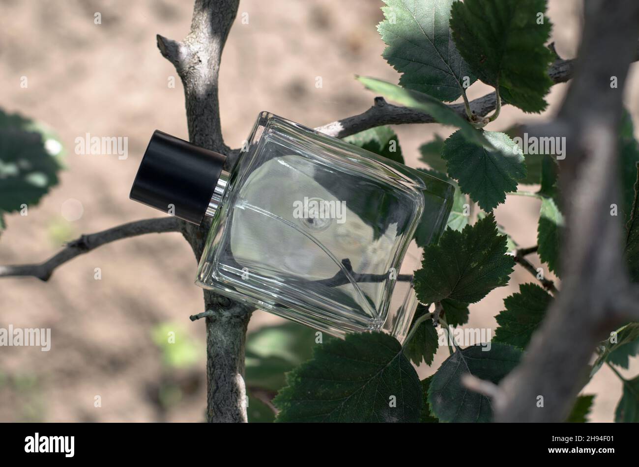 Male perfume bottle with tree branches. Perfume on a natural background ...