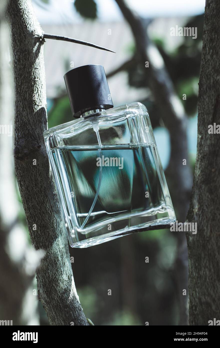 Male perfume bottle with tree branches. Perfume on a natural background ...