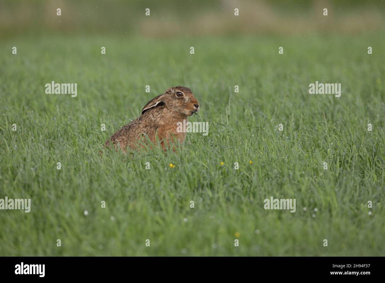 Brown hare in typical grassland habitat where they either freeze or run ...