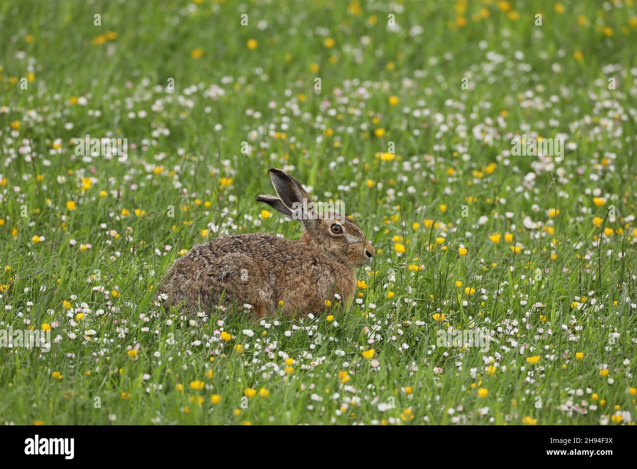 Thumps its feet to warn of predators hi-res stock photography and ...