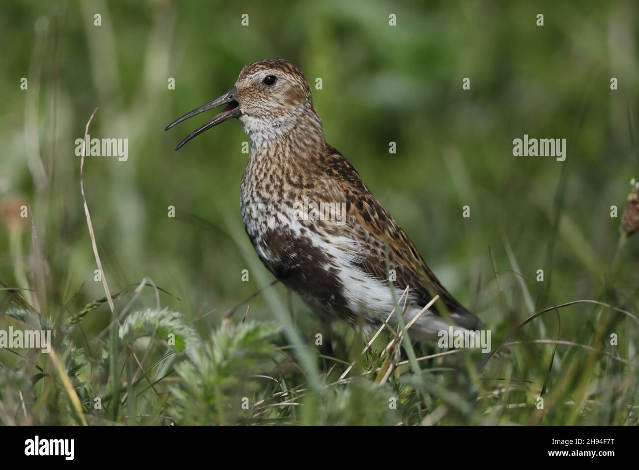 Breeding Dunlin on the machair on North Uist, they have easy access to ...