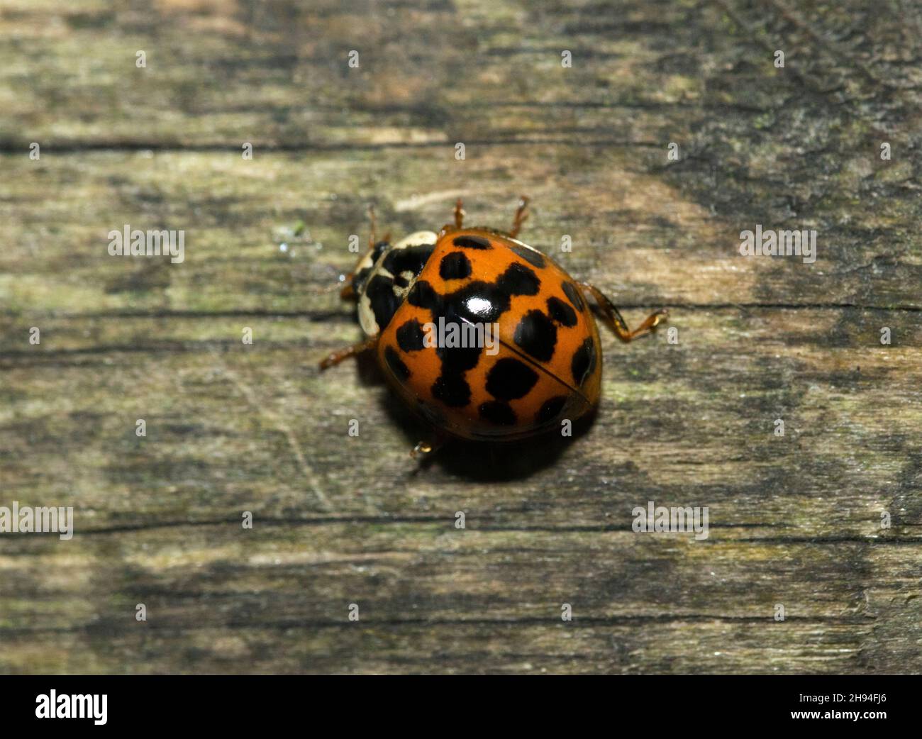 The harlequin Ladybird was first recorded in the UK in 2004 having ...