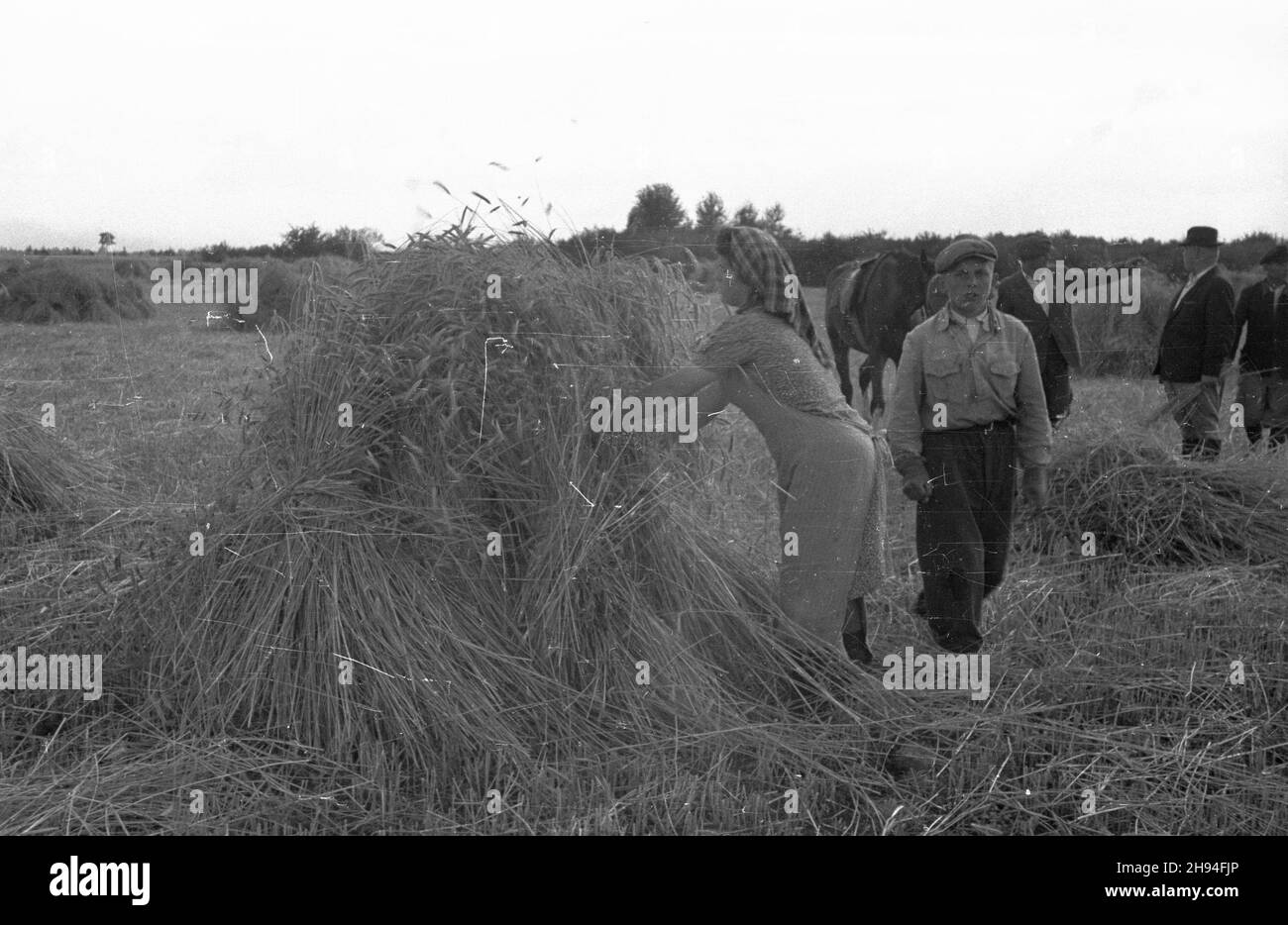 Corn shocks on farm Black and White Stock Photos & Images - Alamy