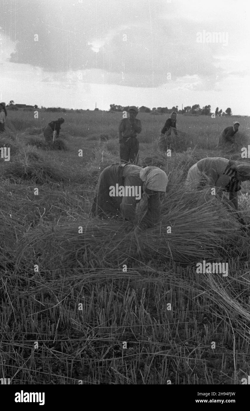 Binding sheaves hi-res stock photography and images - Alamy
