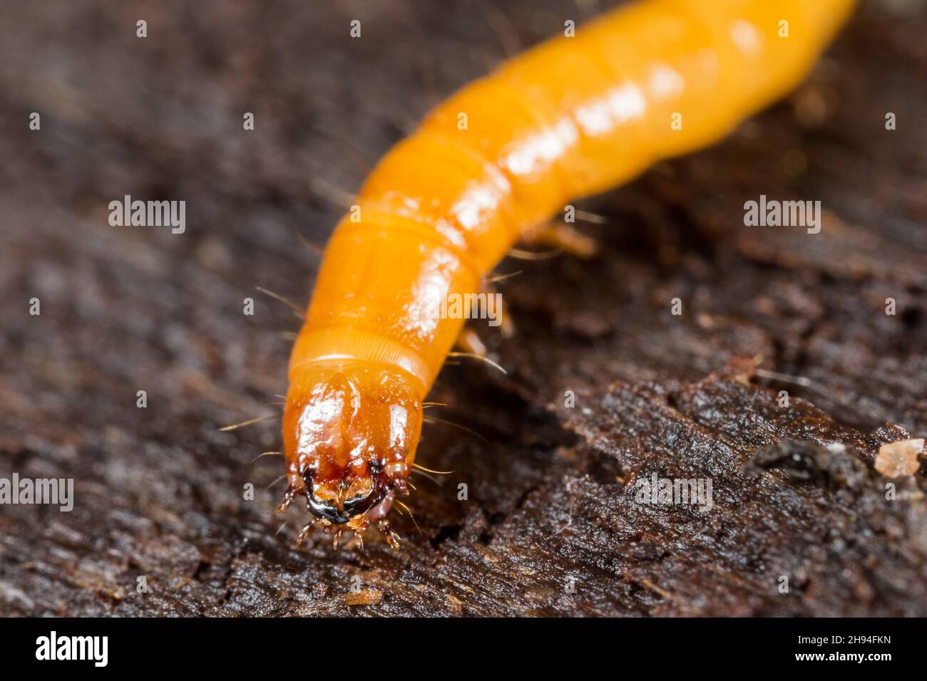 Click beetle larva Stock Photo - Alamy
