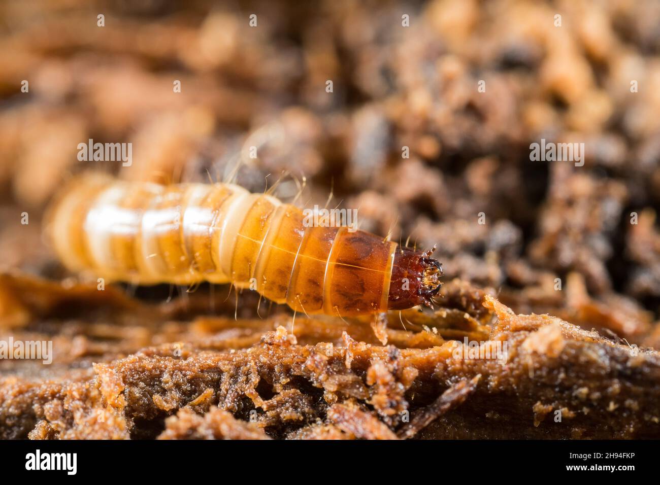 Click beetle larva Stock Photo - Alamy