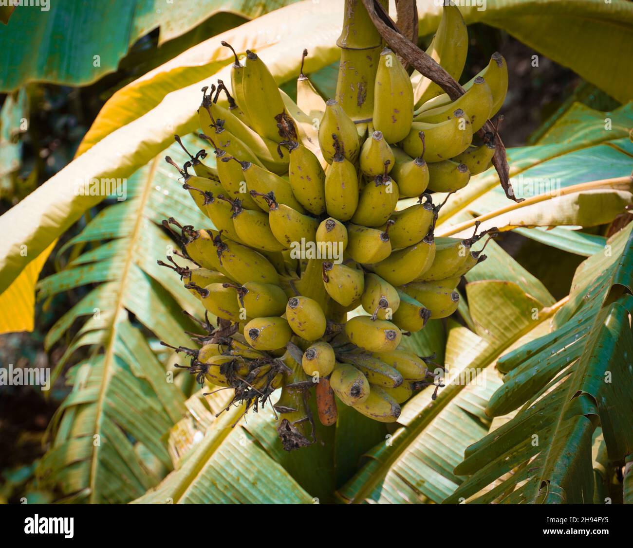 Bunch of banana, banana tree background Stock Photo - Alamy