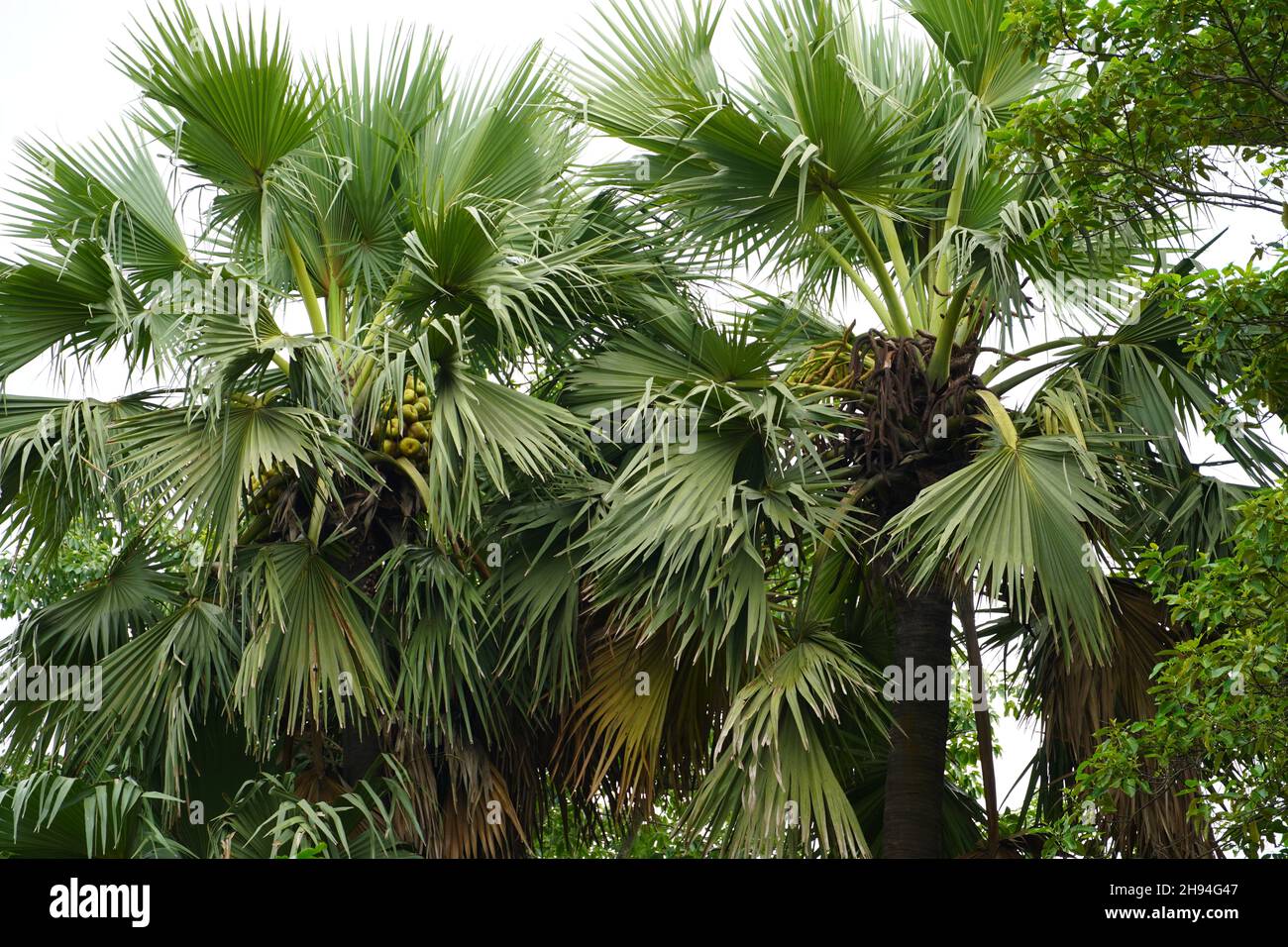 khazoo tree in the park Stock Photo - Alamy