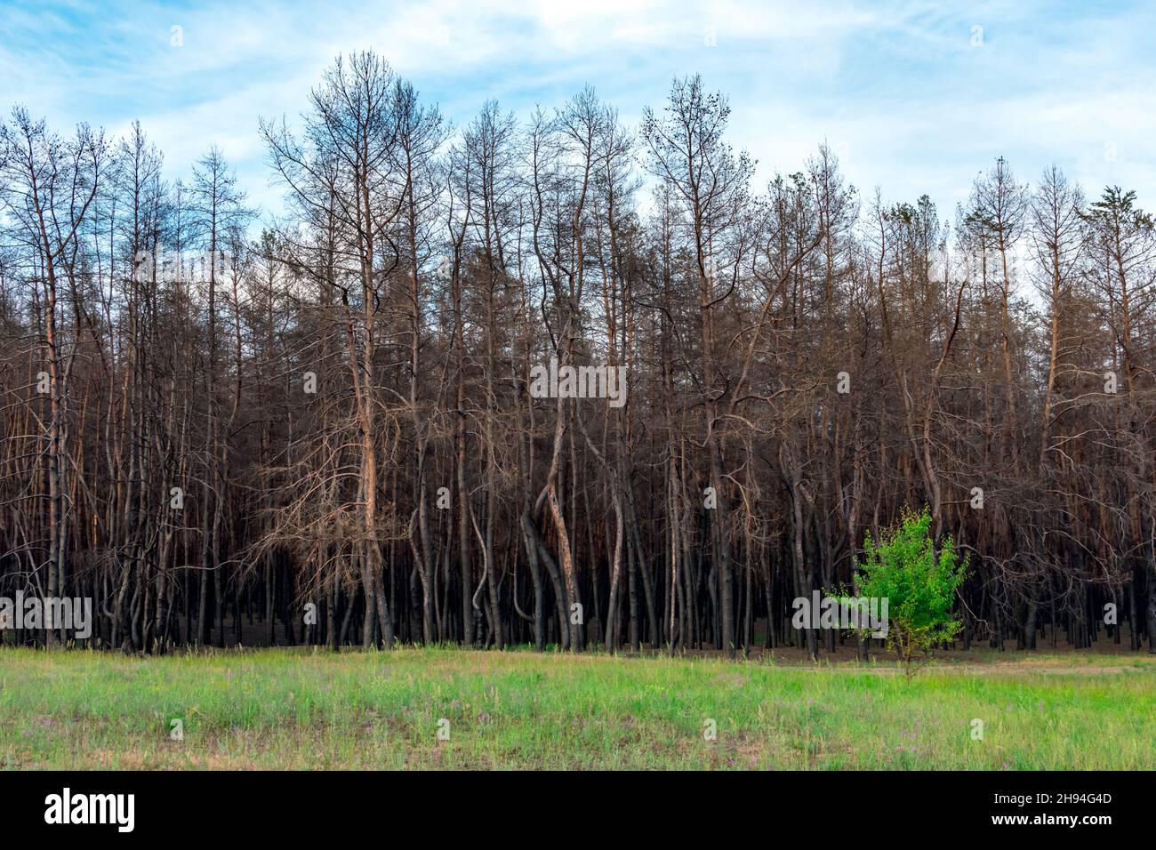 A young deciduous tree against the background of a burnt coniferous ...