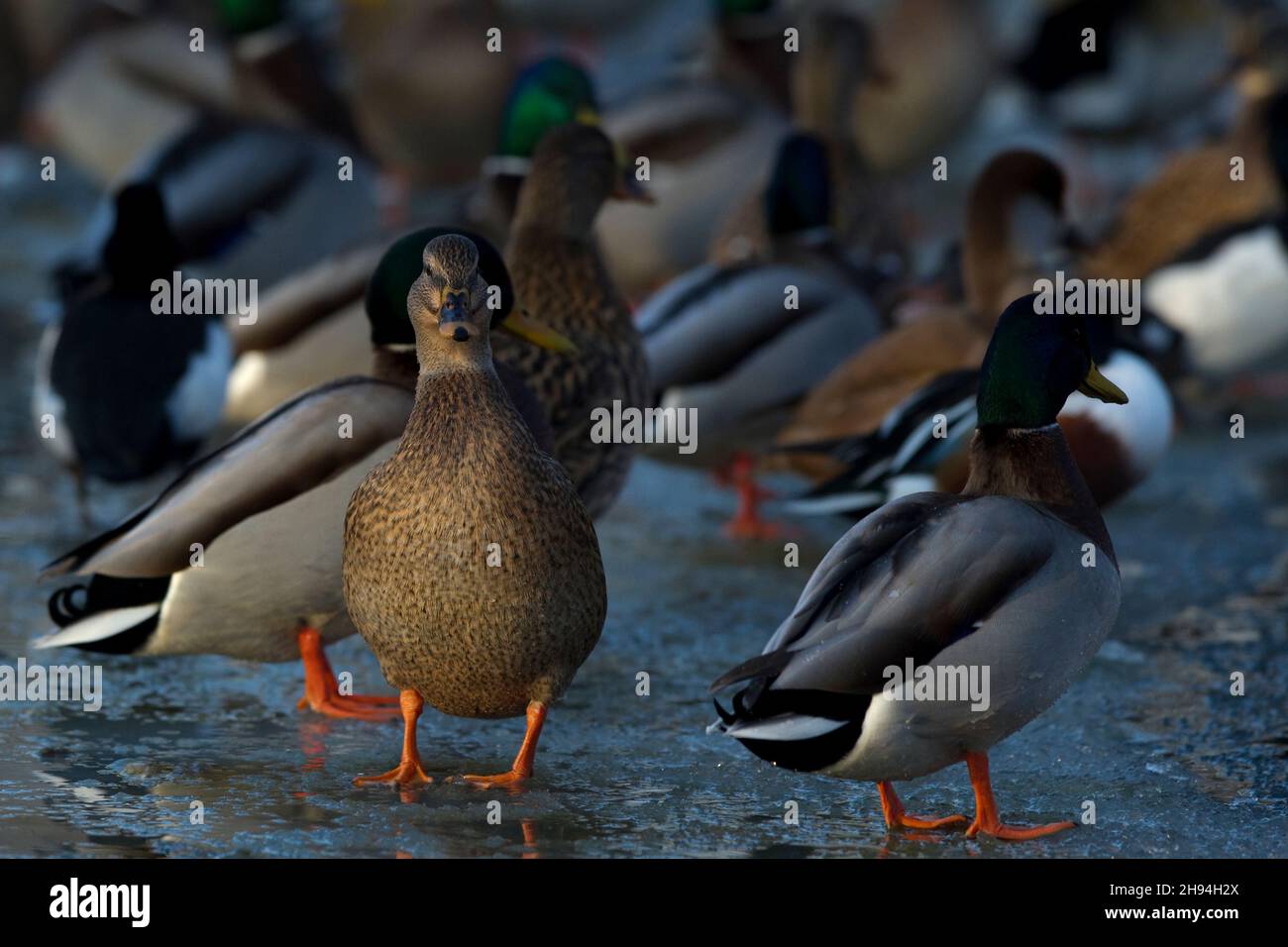 Different species of ducks hi-res stock photography and images - Alamy