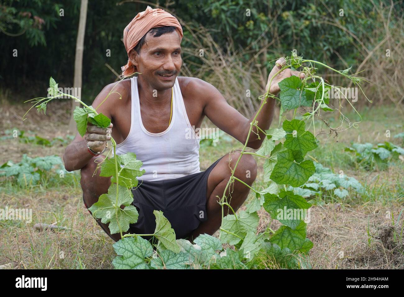 Farmer 's growing gourd in their field Stock Photo - Alamy