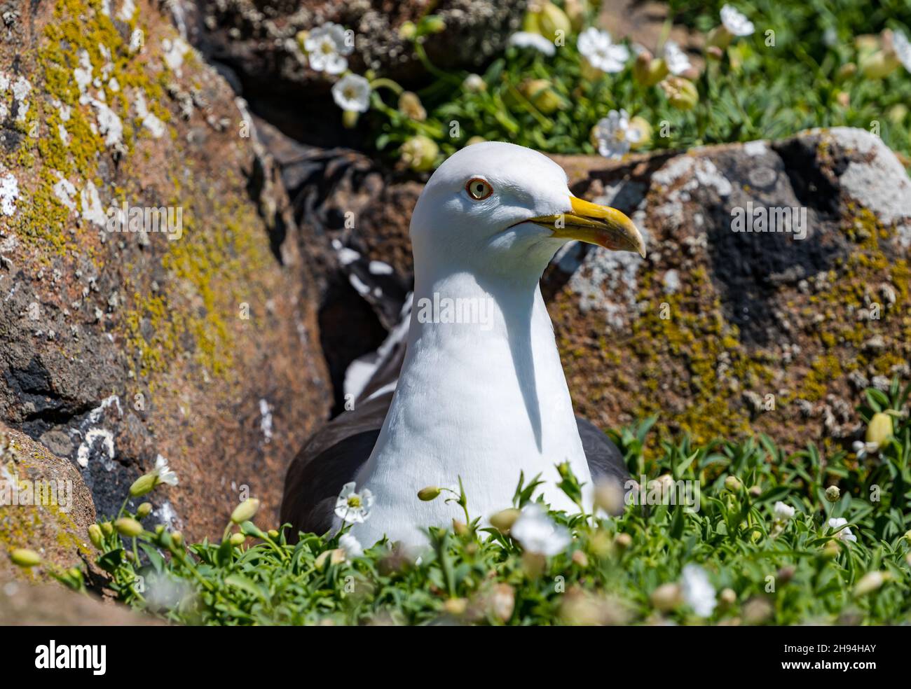 Herring gull (Larus argentatus) sitting on nest in seabird nature ...