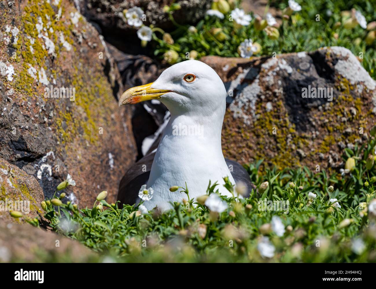 Herring gull (Larus argentatus) sitting on nest in seabird nature ...